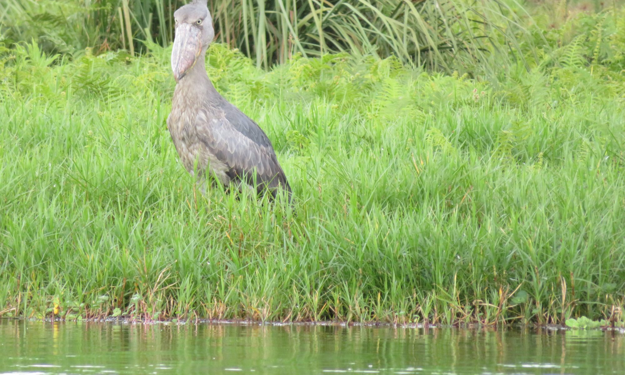 The Mabamba Wetlands – Nkima Forest Lodge