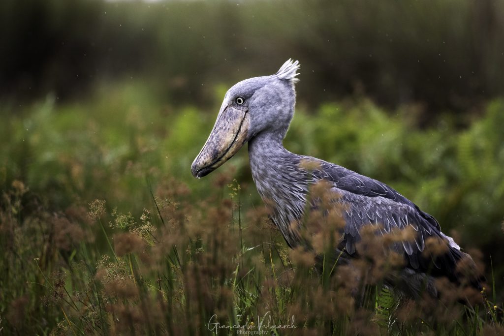 Activities – Nkima Forest Lodge